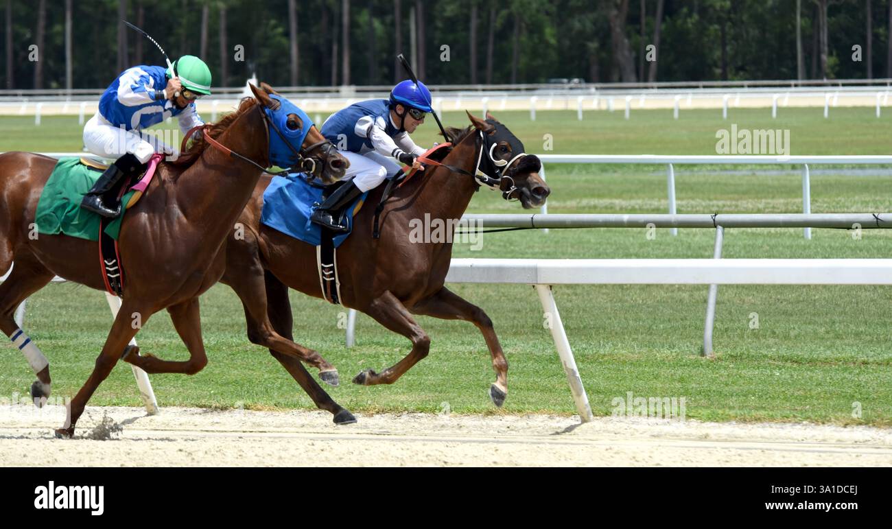 Thoroughbreds at starting gate hi-res stock photography and images - Alamy
