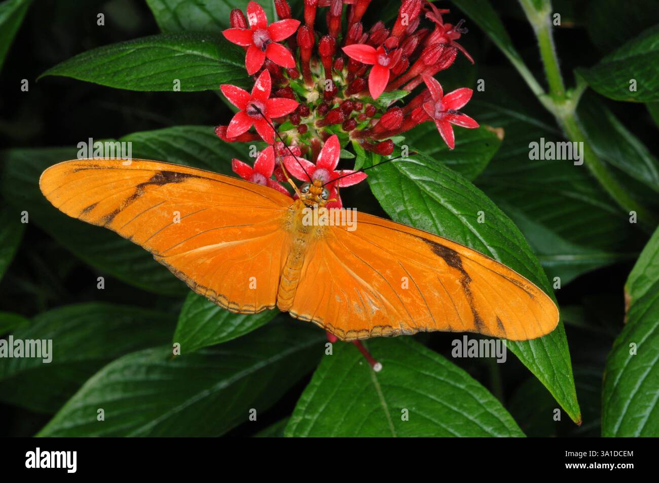 Butterfly predators hi-res stock photography and images - Alamy