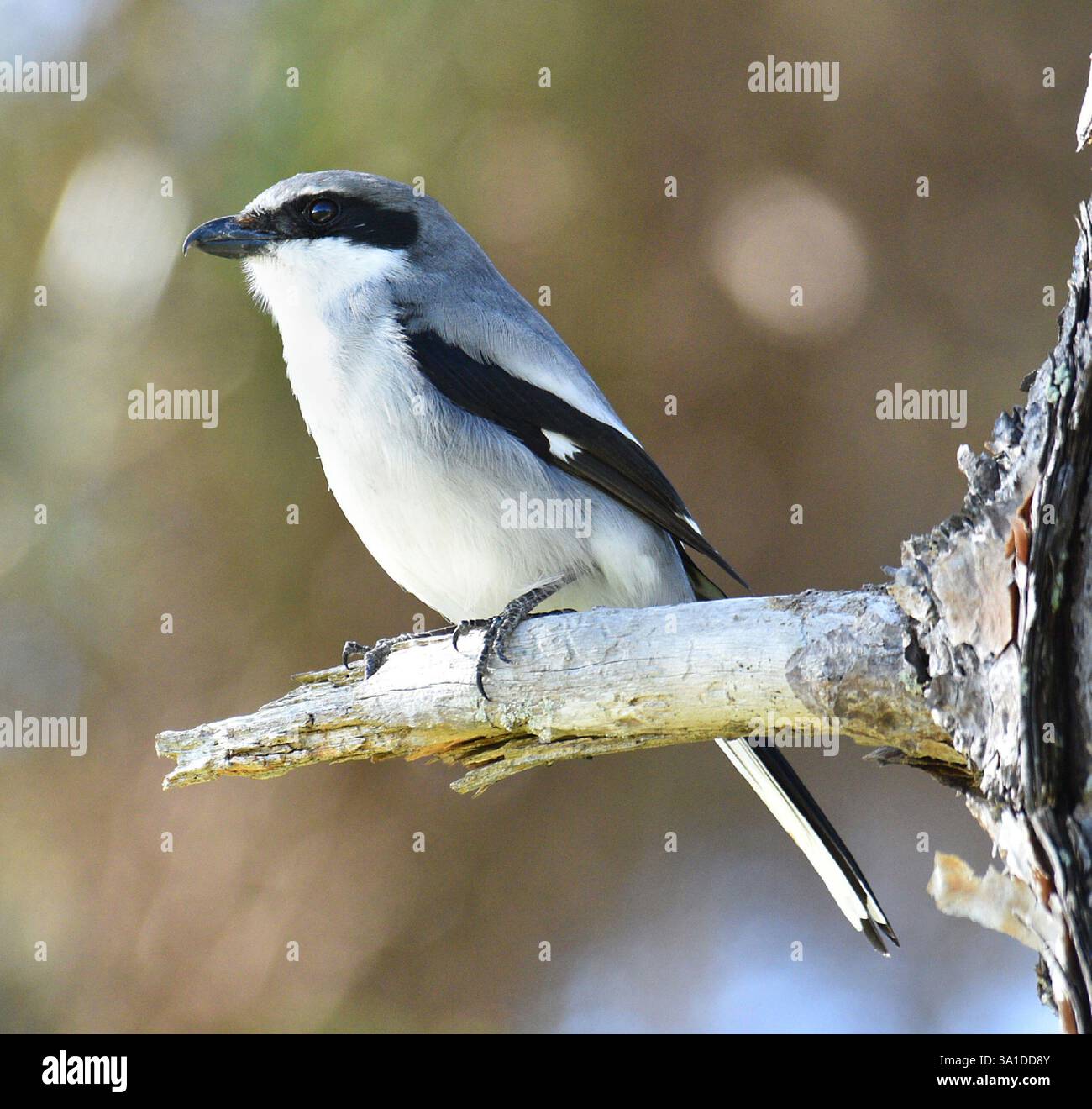Our smallest predatory songbird (and with the Northern Shrike is the ...