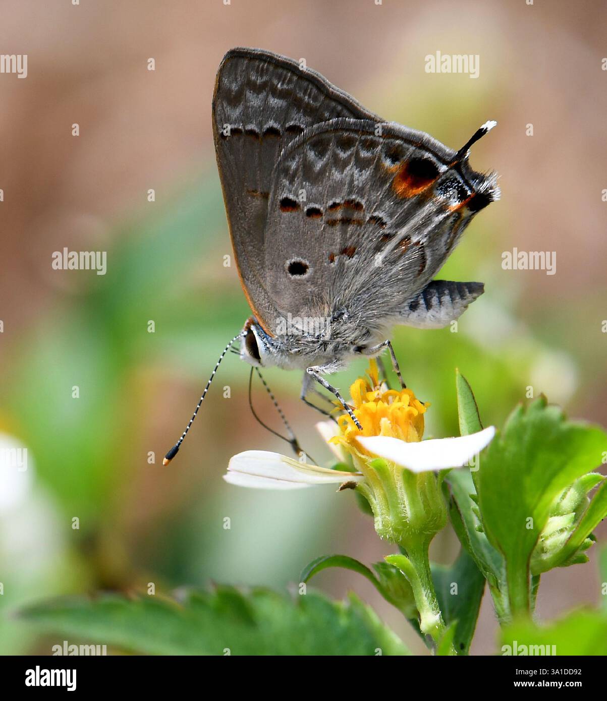 Xeric habitats hi-res stock photography and images - Alamy