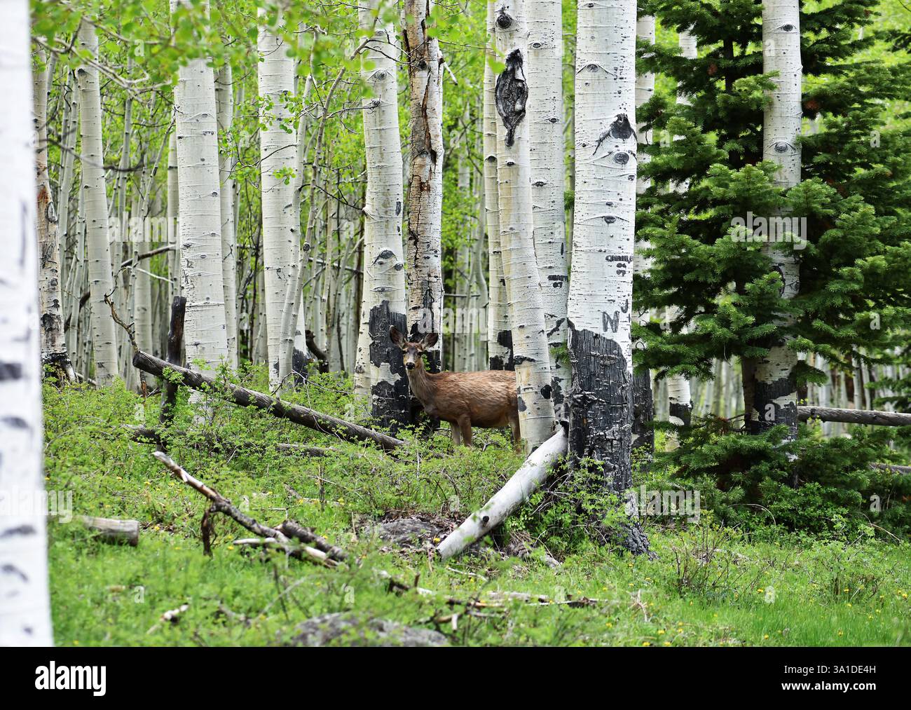 Mule Deer (Doe) (Odocoileus hemionus) in Aspen (Populus tremuloides ...