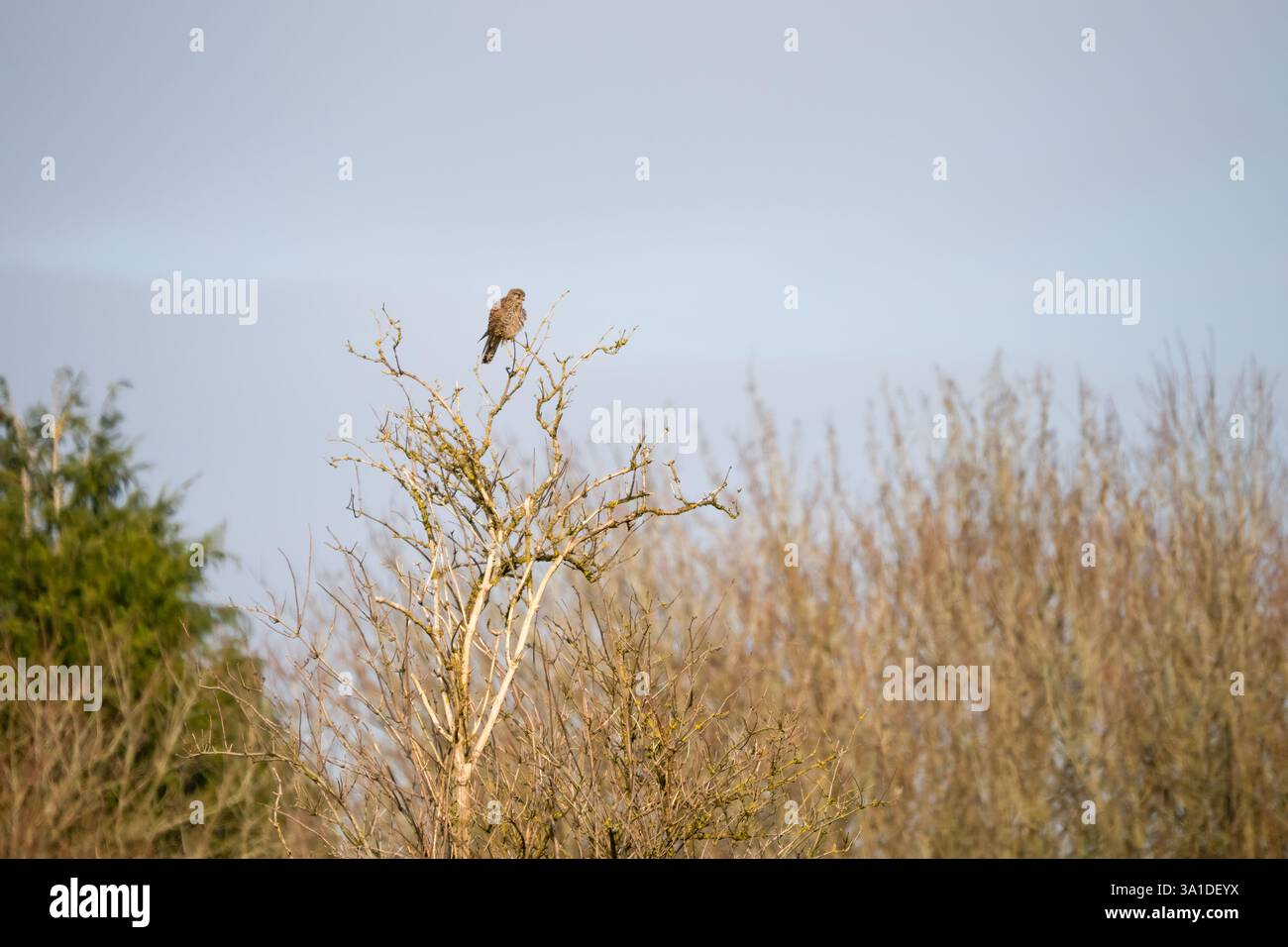 a kestrel (Falco tinnunculus) bird raptor sitting atop a winter tree ...