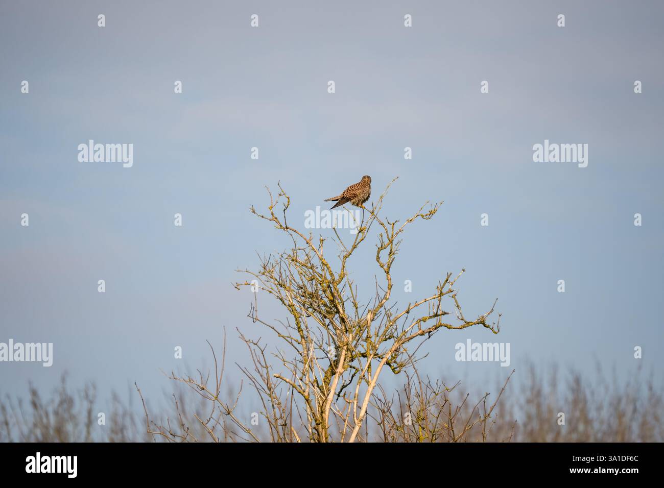 a kestrel (Falco tinnunculus) bird raptor sitting atop a winter tree ...
