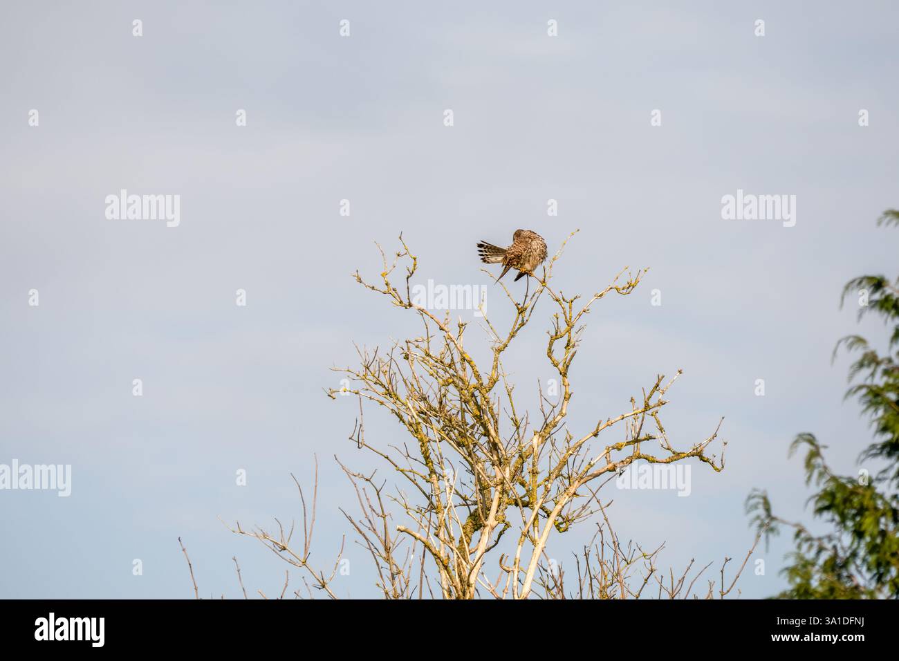 a kestrel (Falco tinnunculus) bird raptor sitting atop a winter tree ...