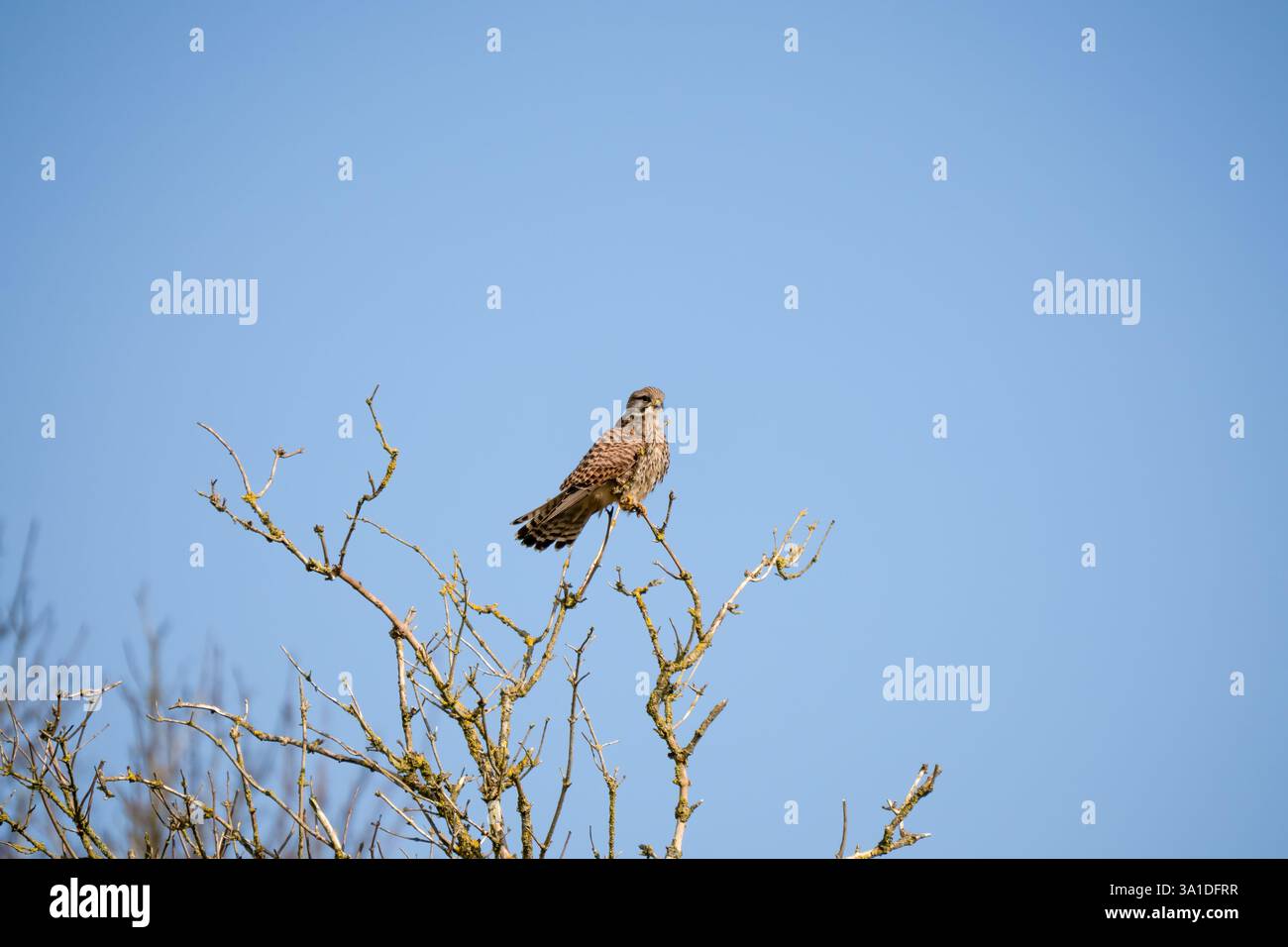 a kestrel (Falco tinnunculus) bird raptor sitting atop a winter tree ...