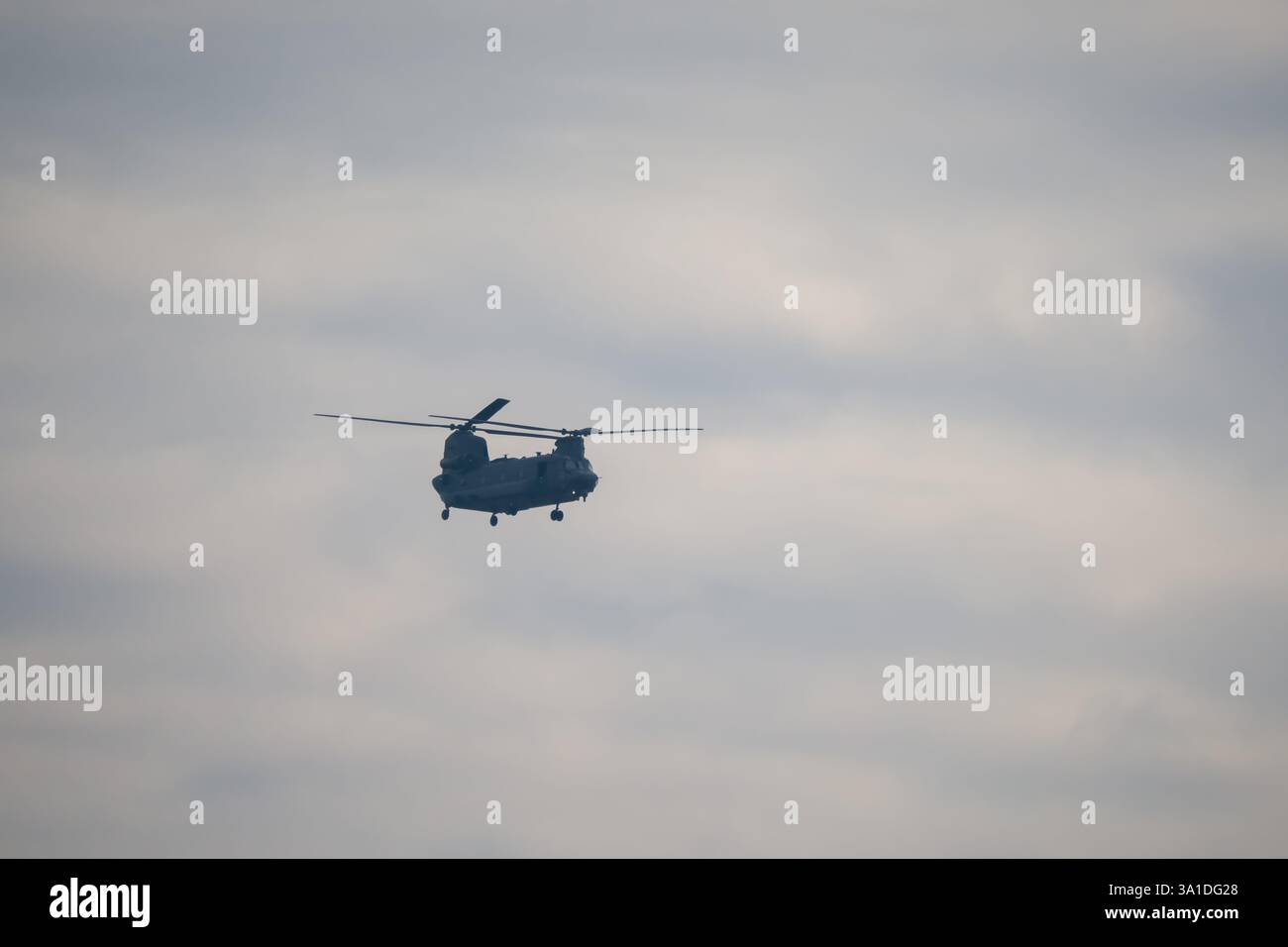 RAF Boeing CH-47 Chinook tandem-rotor helicopter flying fast and low on ...