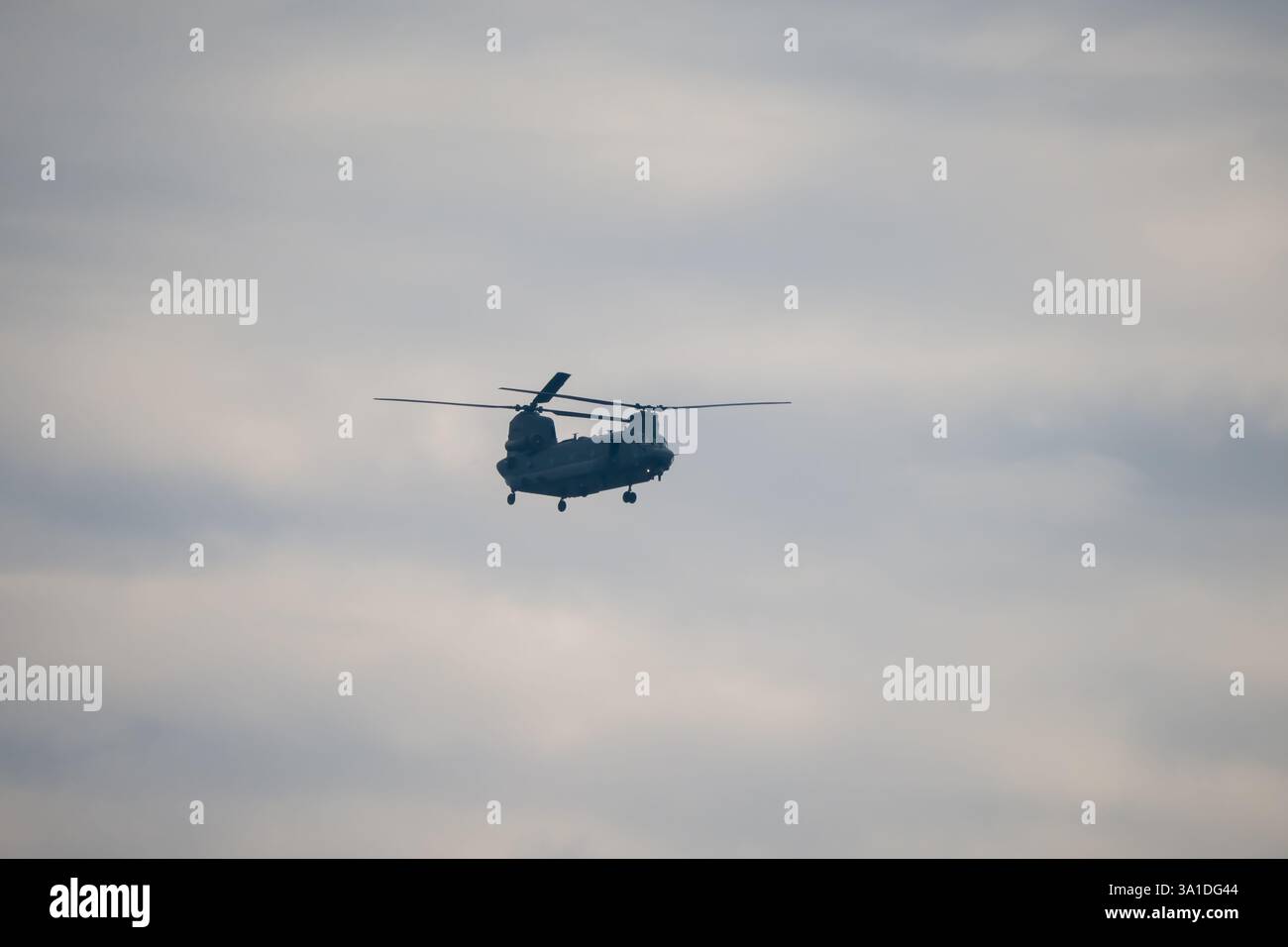 RAF Boeing CH-47 Chinook tandem-rotor helicopter flying fast and low on ...