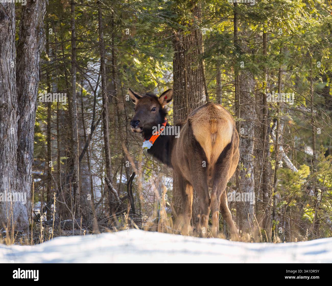 Cow elk in the Clam Lake area of northern Wisconsin Stock Photo - Alamy
