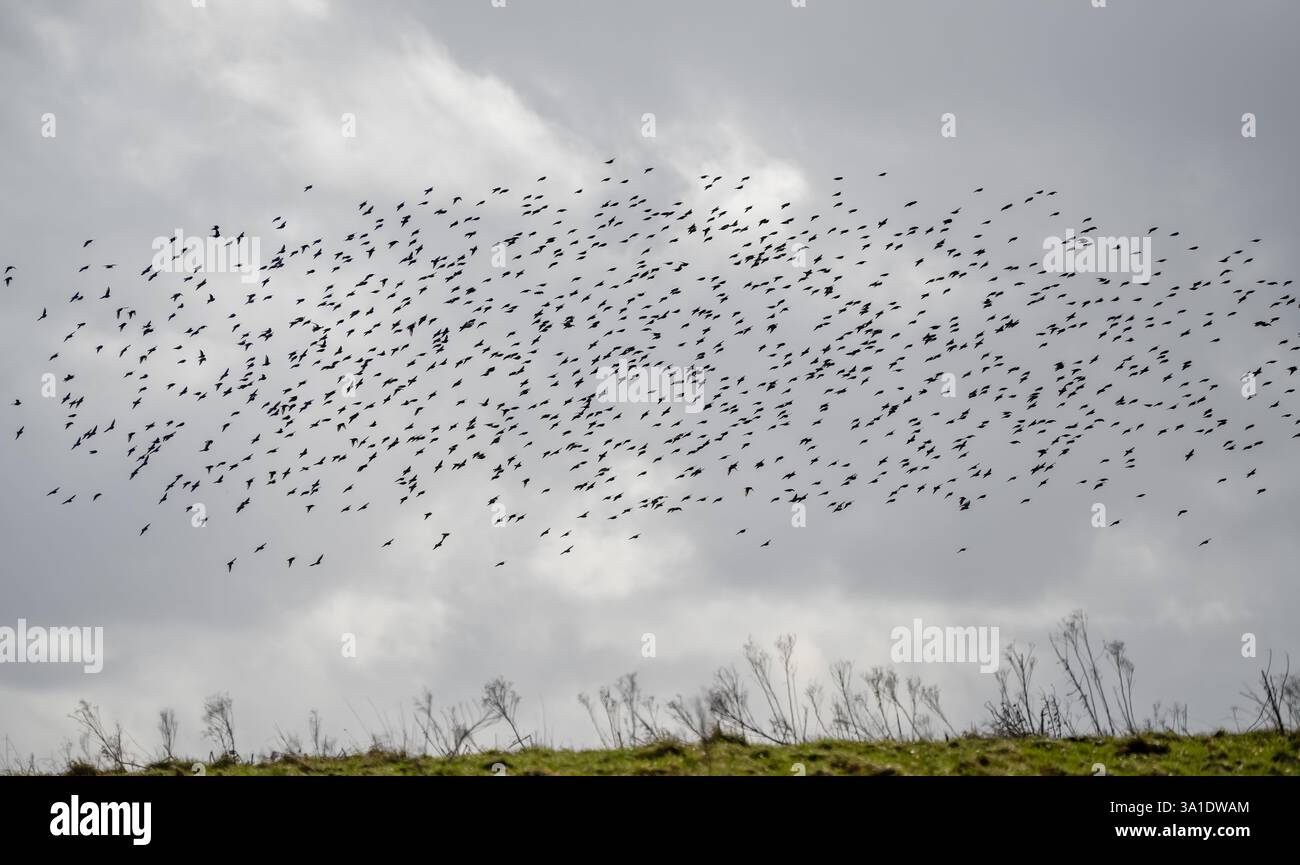 a large flock murmuration of winter starlings (Sturnus vulgaris Stock ...