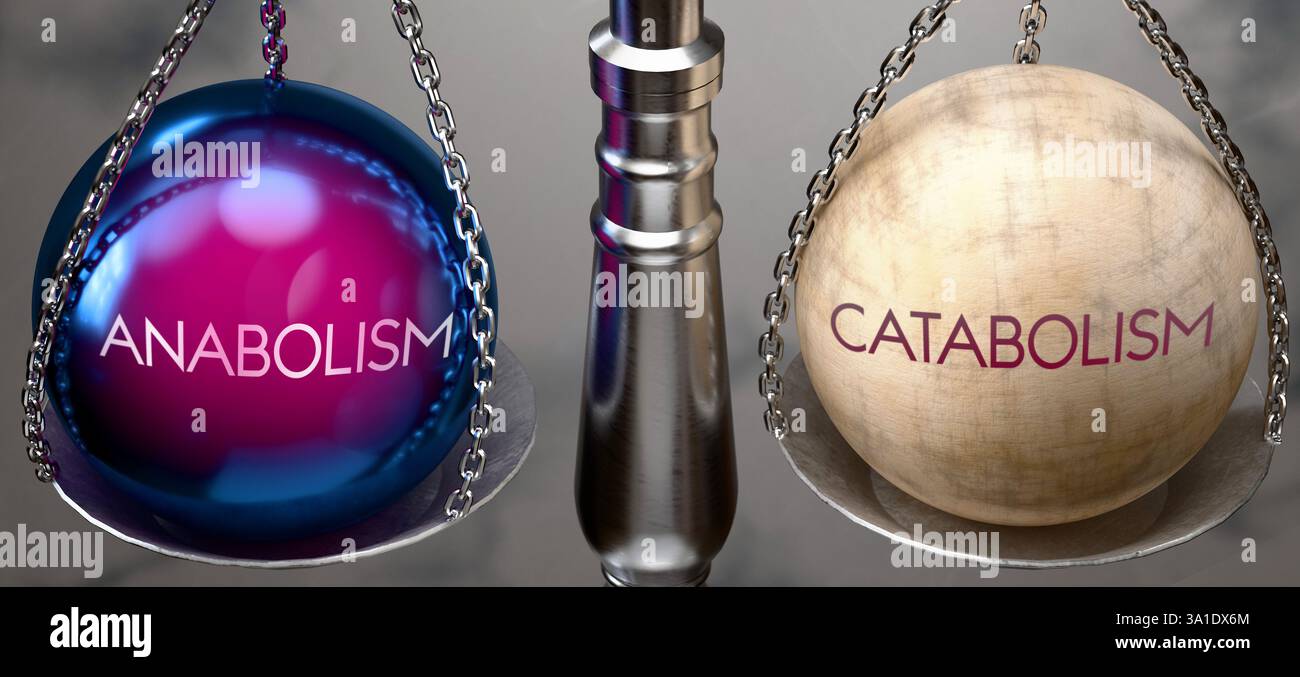 Anabolism or Catabolism - weighing two choices, available options ...