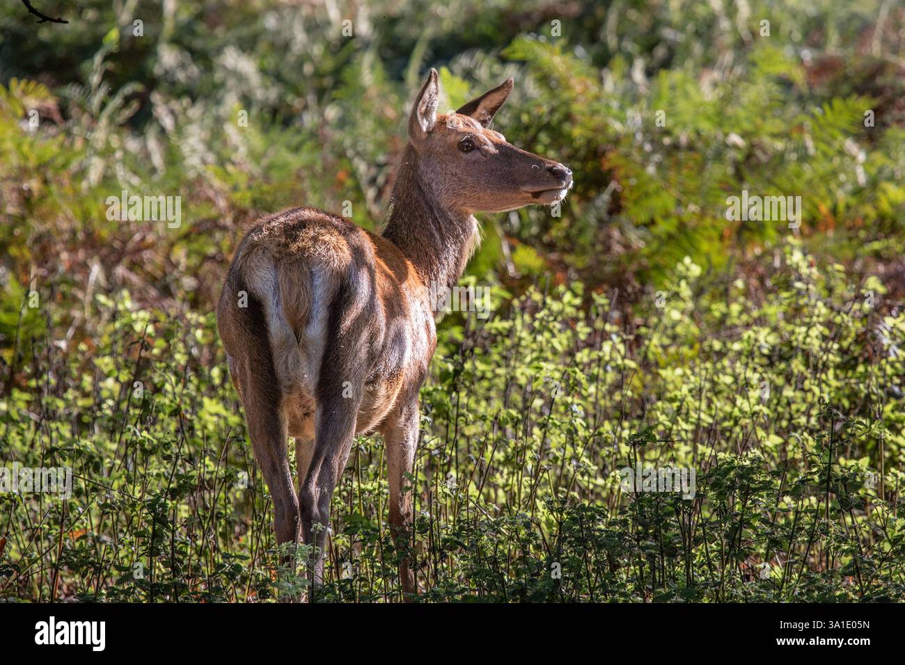 Red Deer Doe, Richmond Park, London, England, UK Stock Photo - Alamy