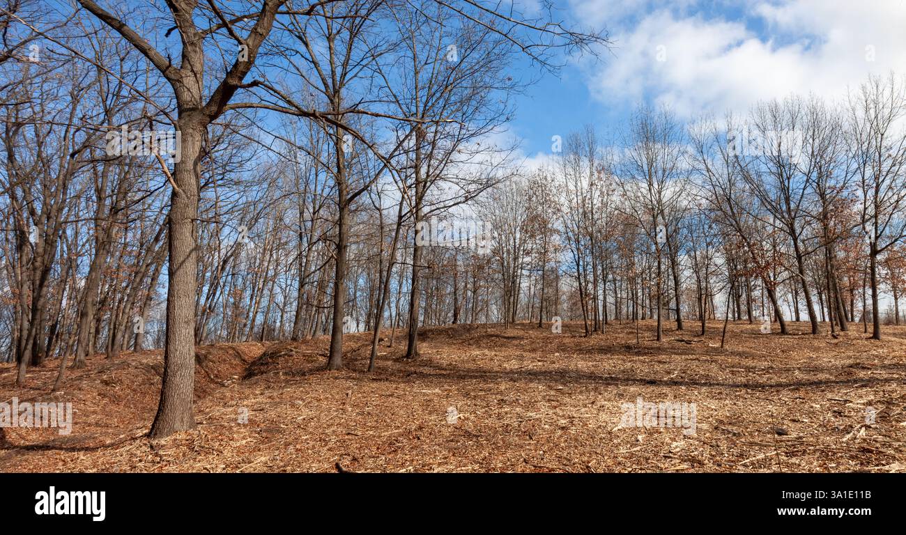 Trees rise up into the blue sky and wood mulch covers the ground after ...