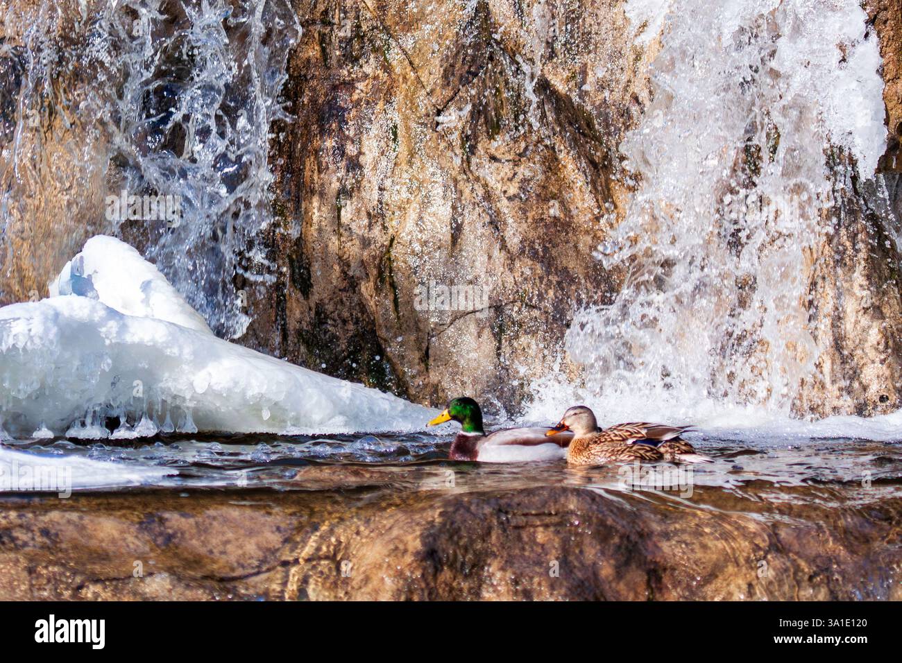 Two Mallard Ducks Swim Across a Frozen Waterfall Stock Photo - Alamy
