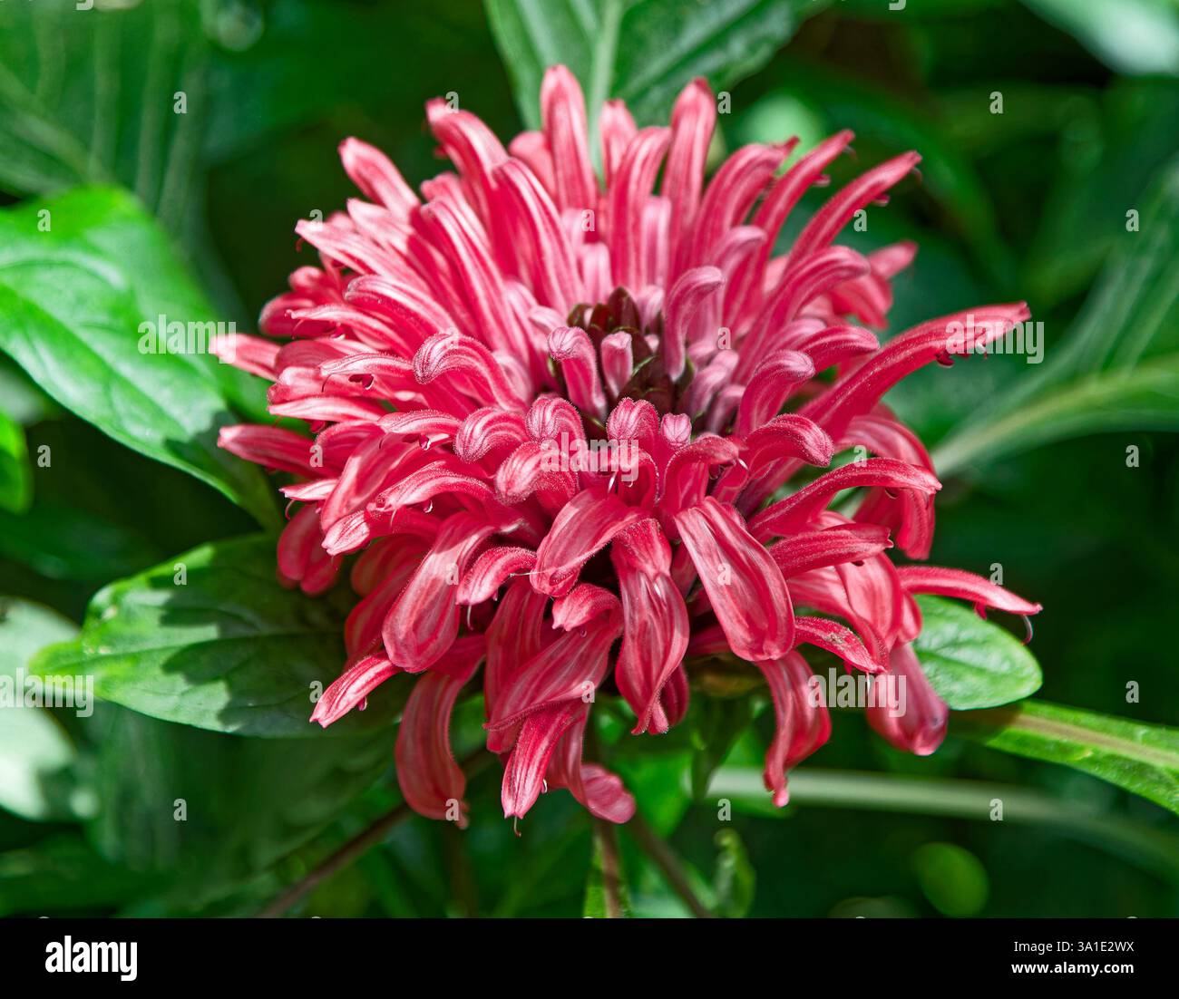 Justicia Species, Brazilian Plume, Flamingo Flower, rosy red color ...