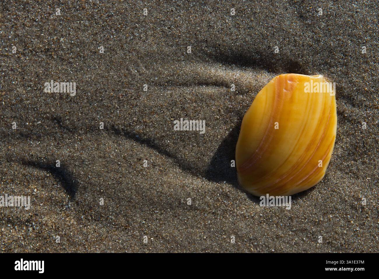 Shell on the sand beach near the sea background Ireland Stock Photo - Alamy