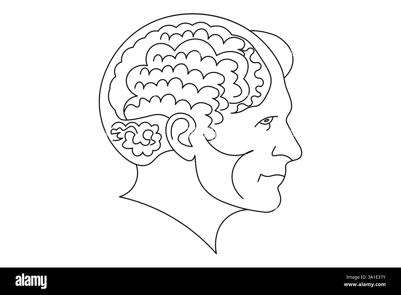 Human brain Continuous one line drawing of line art and vector ...