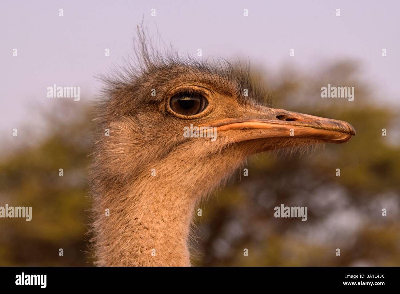 Portrait of an Ostrich, Africa Stock Photo - Alamy
