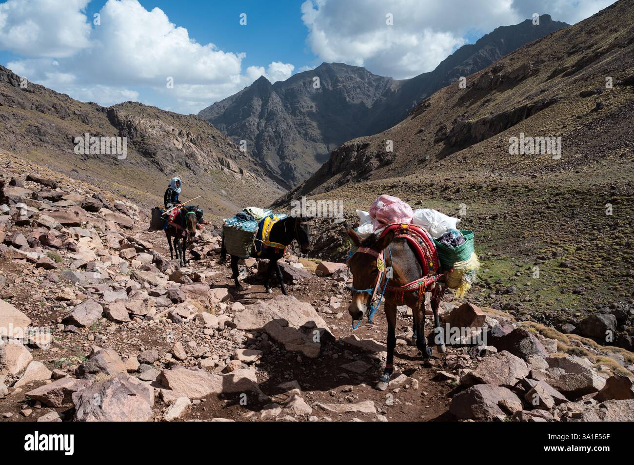 TOUBKAL NATIONAL PARK, MOROCCO - SEPTEMBER 30, 2024: Men on mules at ...