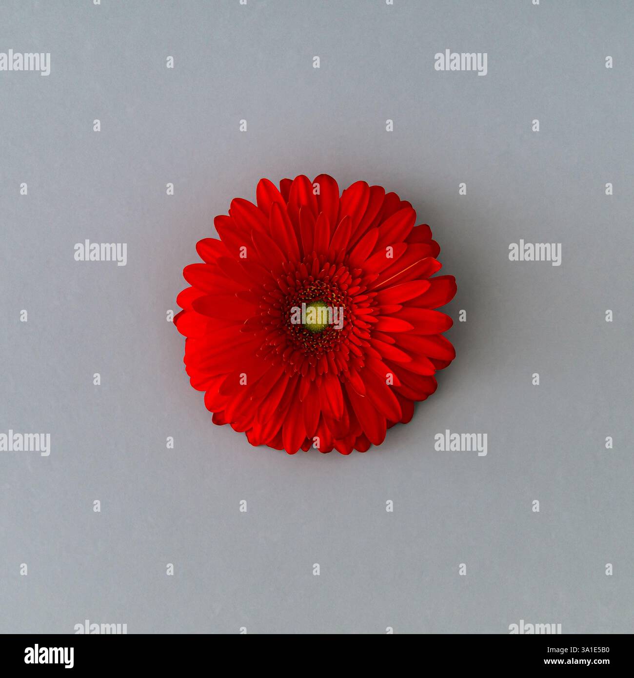 Beautiful red gerbera daisy flower on grey background. Minimal concept ...