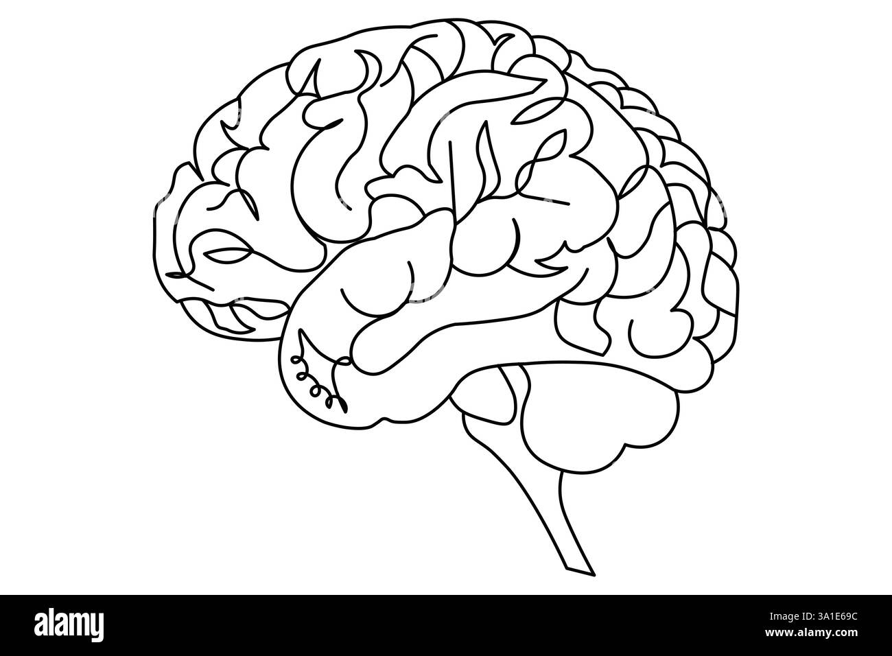 Human brain Continuous one line drawing of line art and vector ...