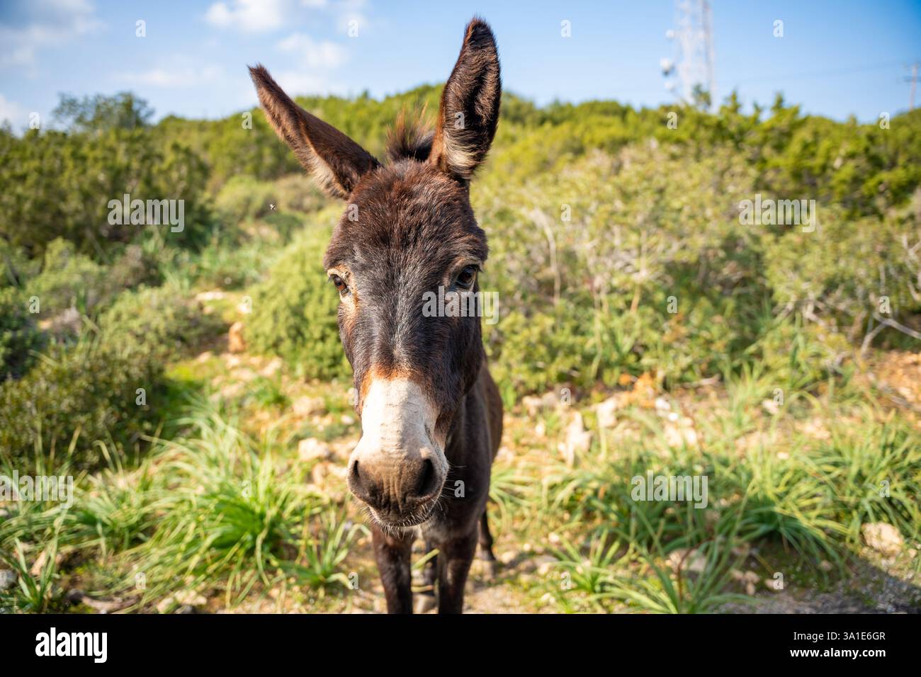 Donkey curiously peek into a car window in the National Donkey Park of ...