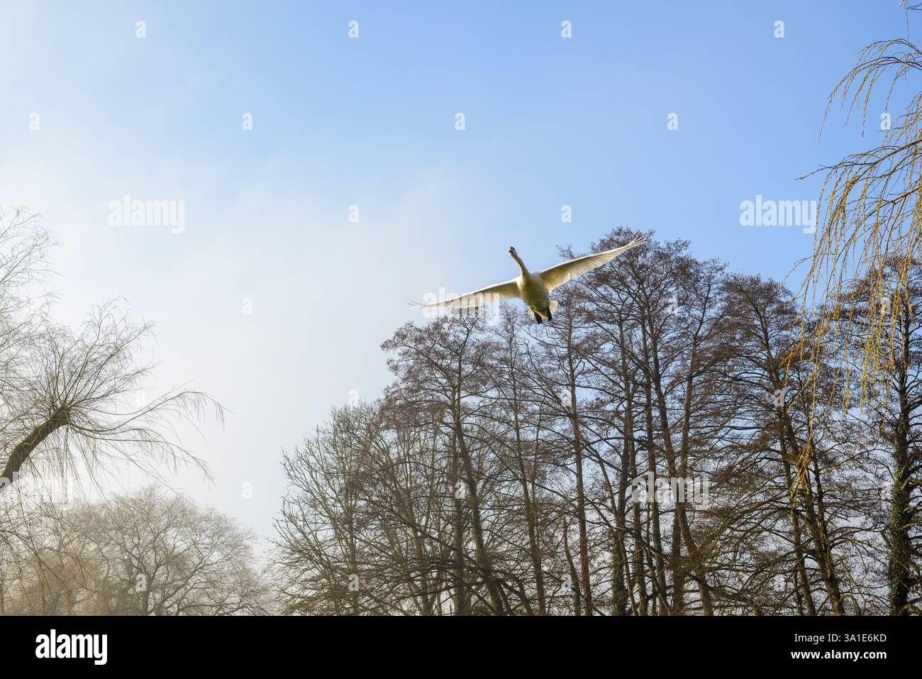 Swan in flight above treetops Stock Photo - Alamy