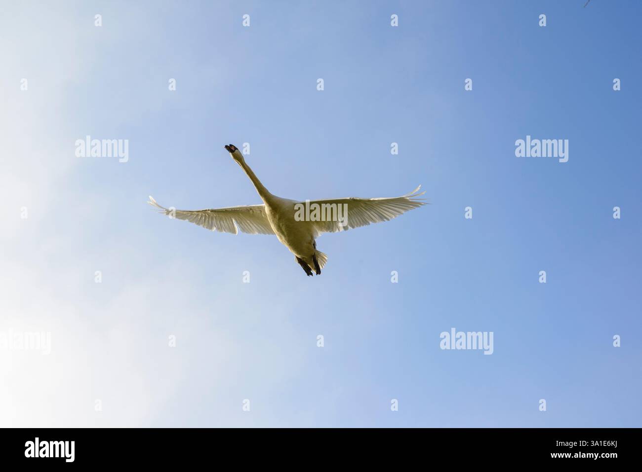 Swan in flight Stock Photo - Alamy