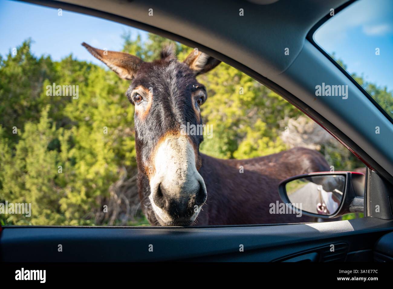 Donkey curiously peek into a car window in the National Donkey Park of ...
