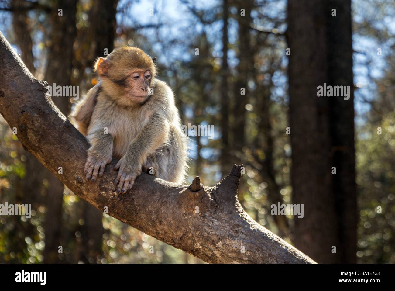 The endangered Barbary macaques have their largest population in the ...