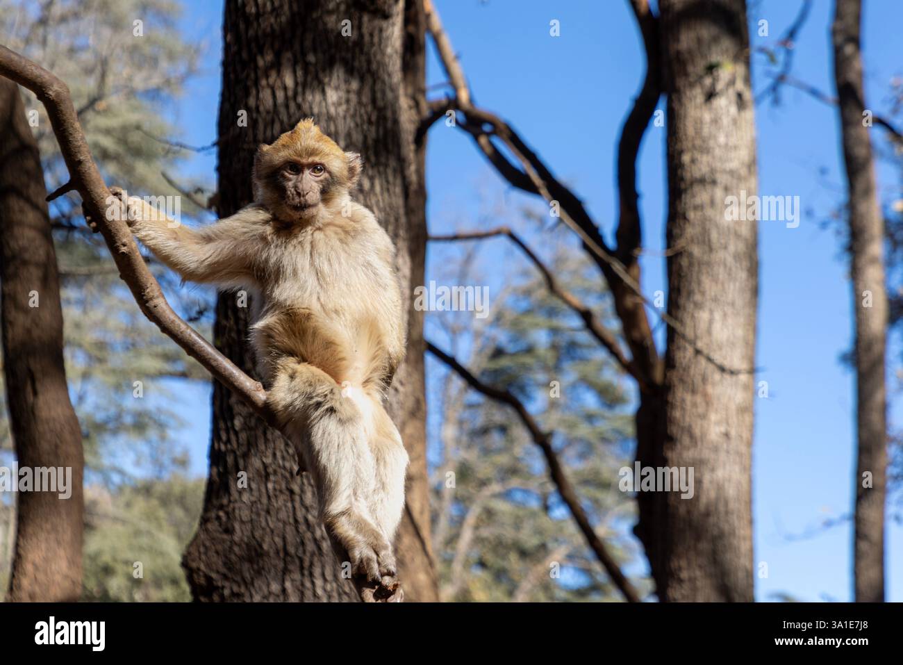 The endangered Barbary macaques have their largest population in the ...
