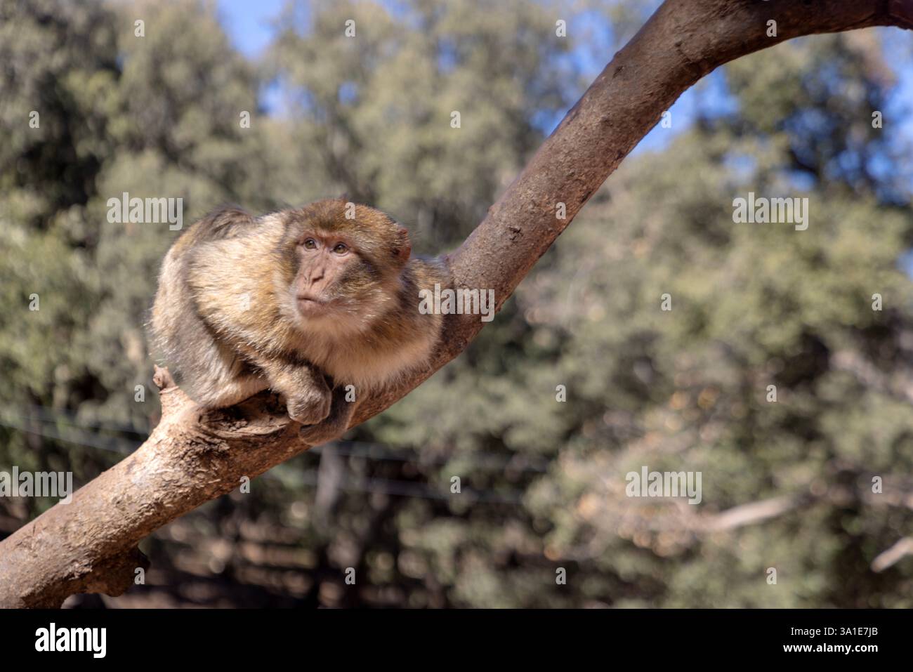The endangered Barbary macaques have their largest population in the ...