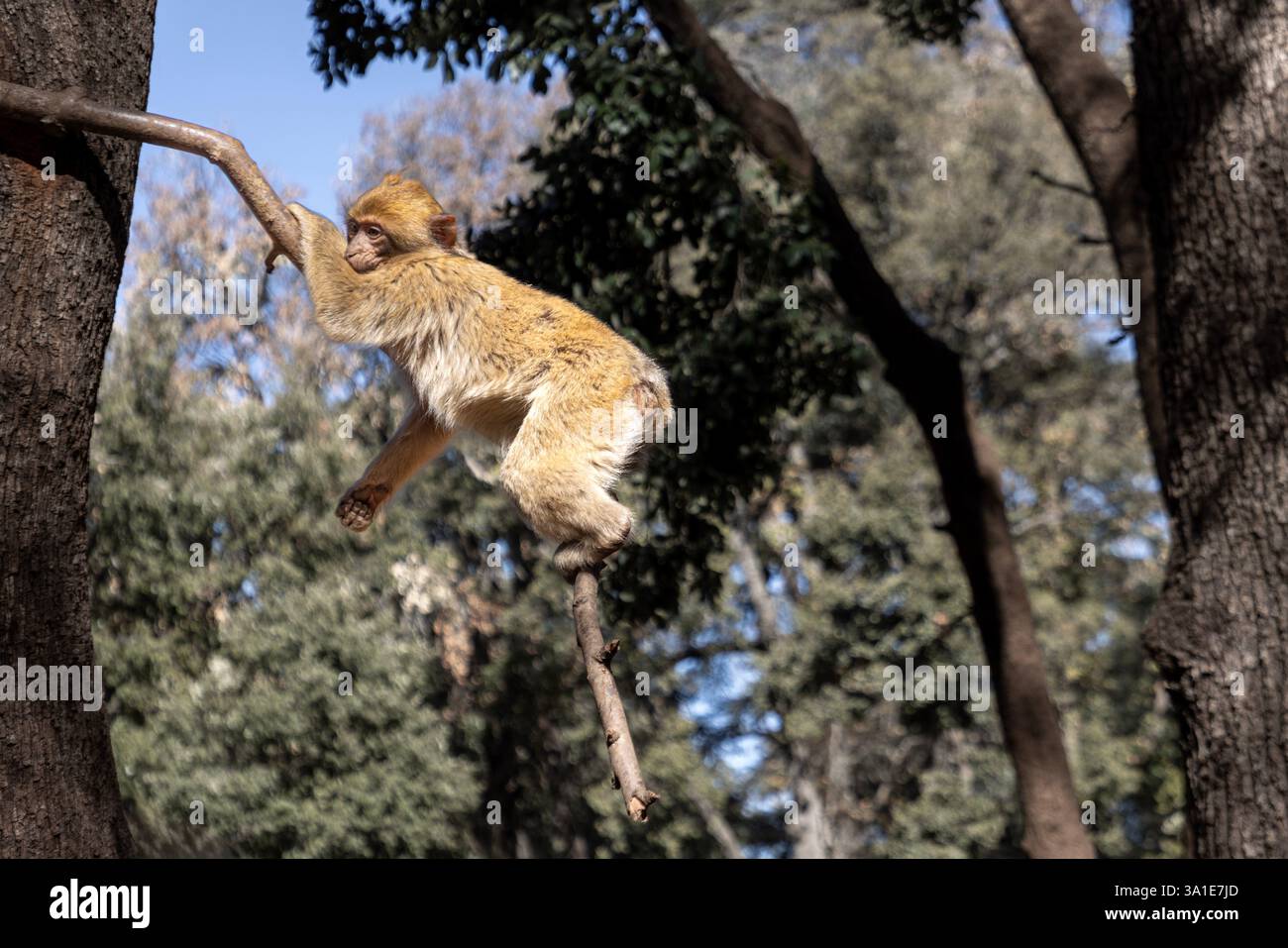 The endangered Barbary macaques have their largest population in the ...
