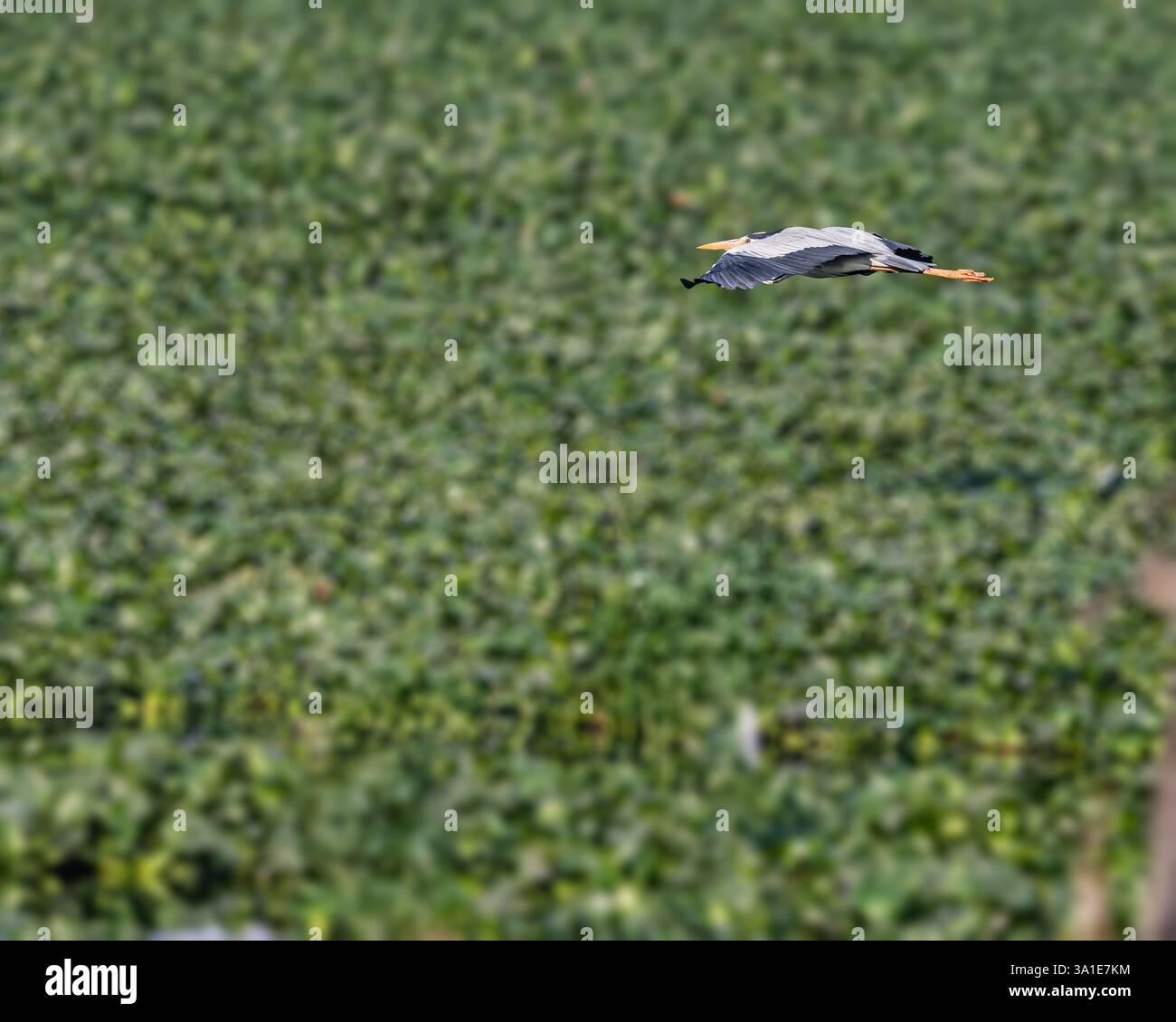A Grey heron in flight with vertical wings Stock Photo - Alamy