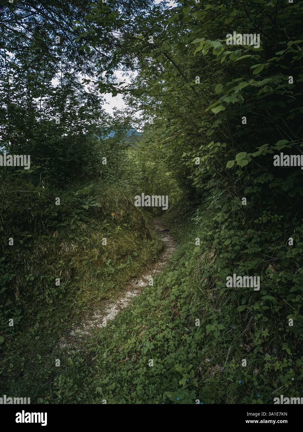 A secluded dirt path winding through dense green foliage in a forested ...