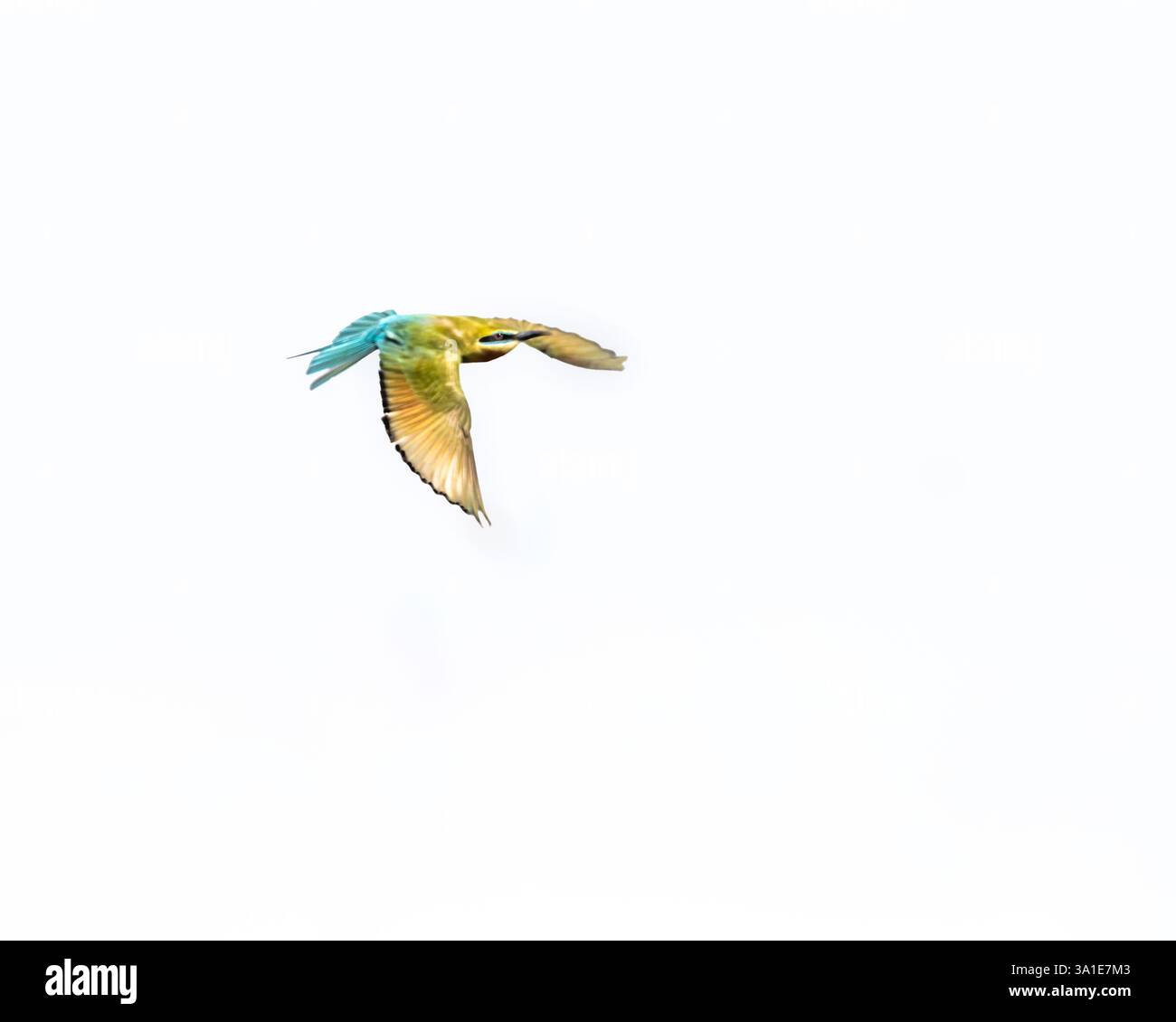 A Blue tail Bee eater in flight Stock Photo - Alamy