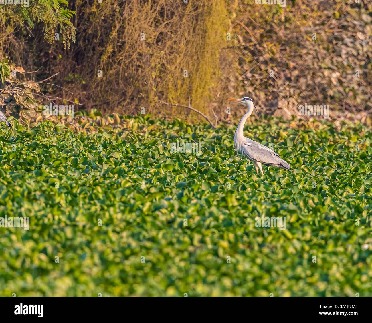A Grey heron looking high Stock Photo - Alamy