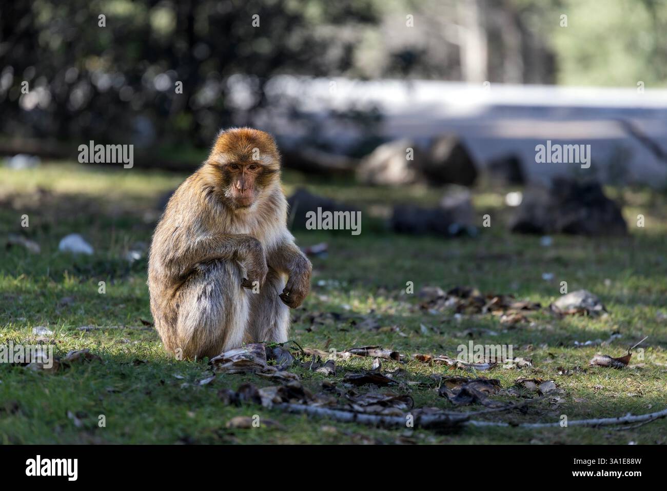 The endangered Barbary macaques have their largest population in the ...