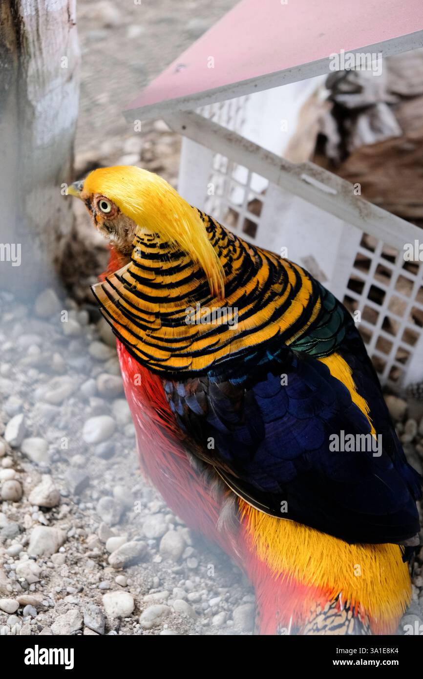 Beautiful color of golden pheasant, also known as the Chinese pheasant ...
