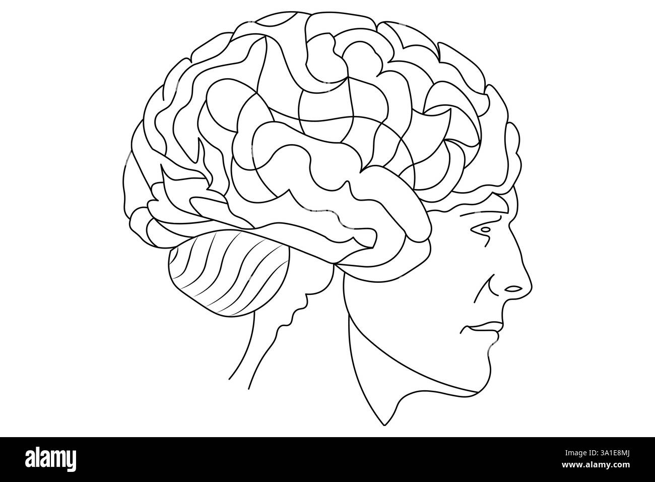 Human brain Continuous one line drawing of line art and vector ...