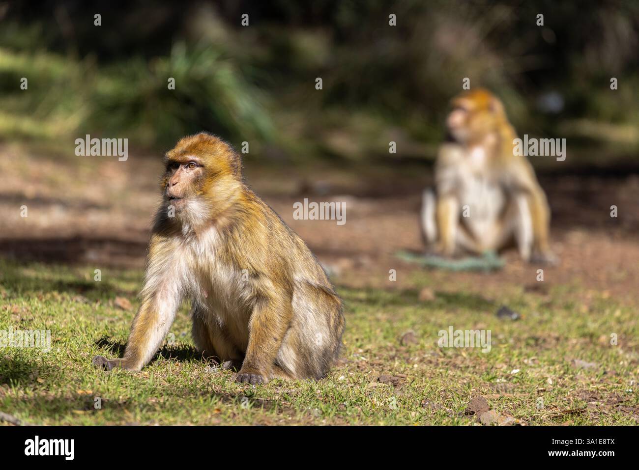 The endangered Barbary macaques have their largest population in the ...