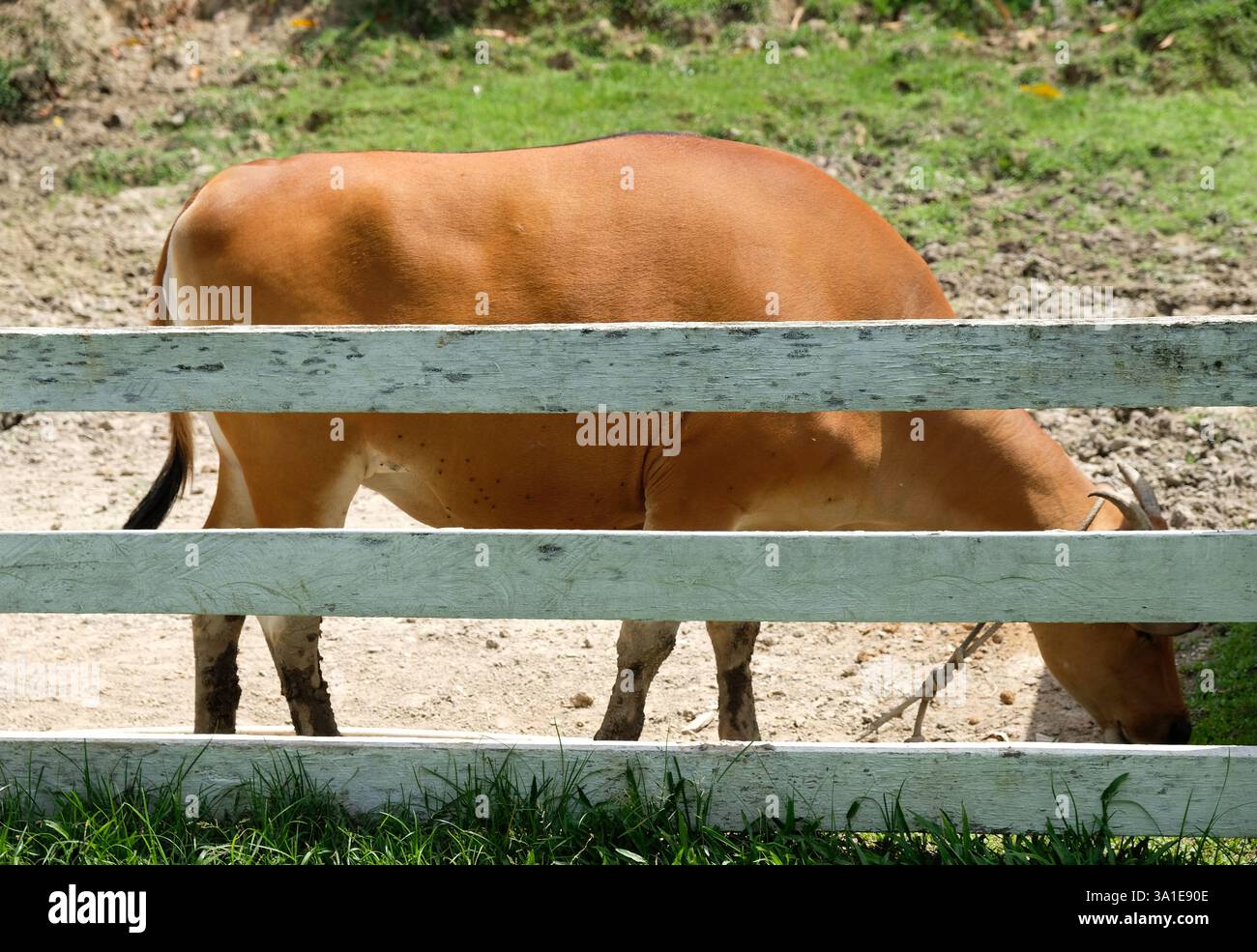 Close-up photo of cow in the zoo Stock Photo - Alamy