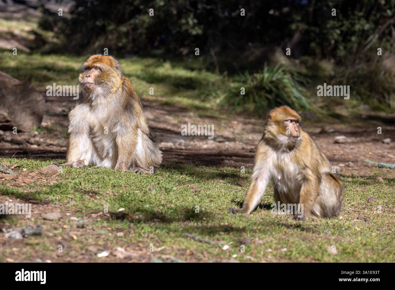The endangered Barbary macaques have their largest population in the ...