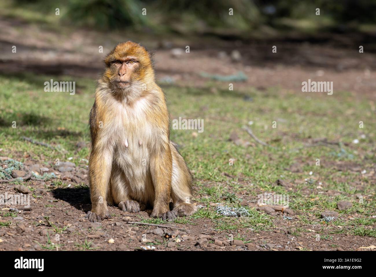 The endangered Barbary macaques have their largest population in the ...