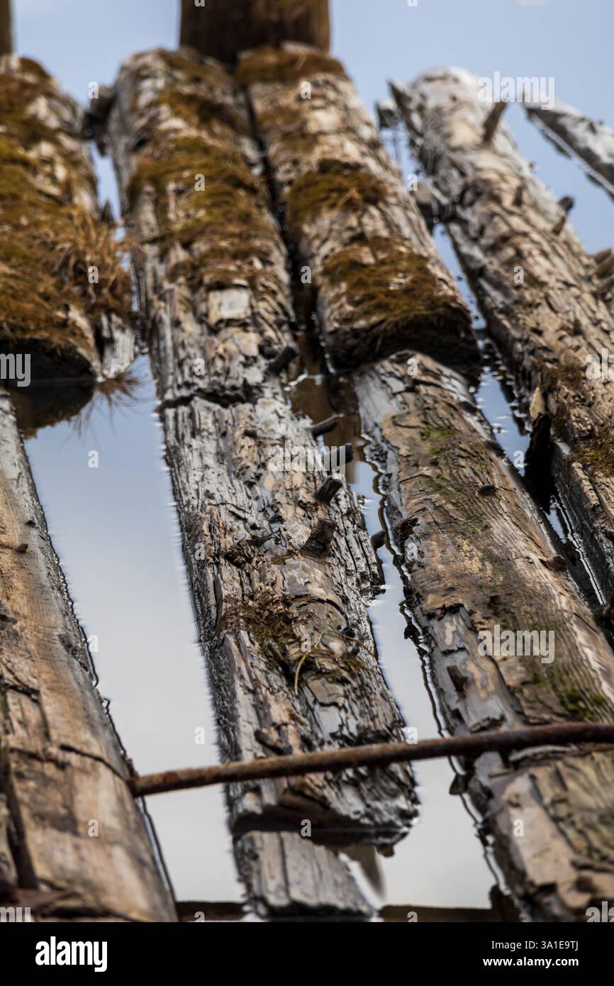 Decaying floating pontoon made of logs, covered in moss, drifting in ...
