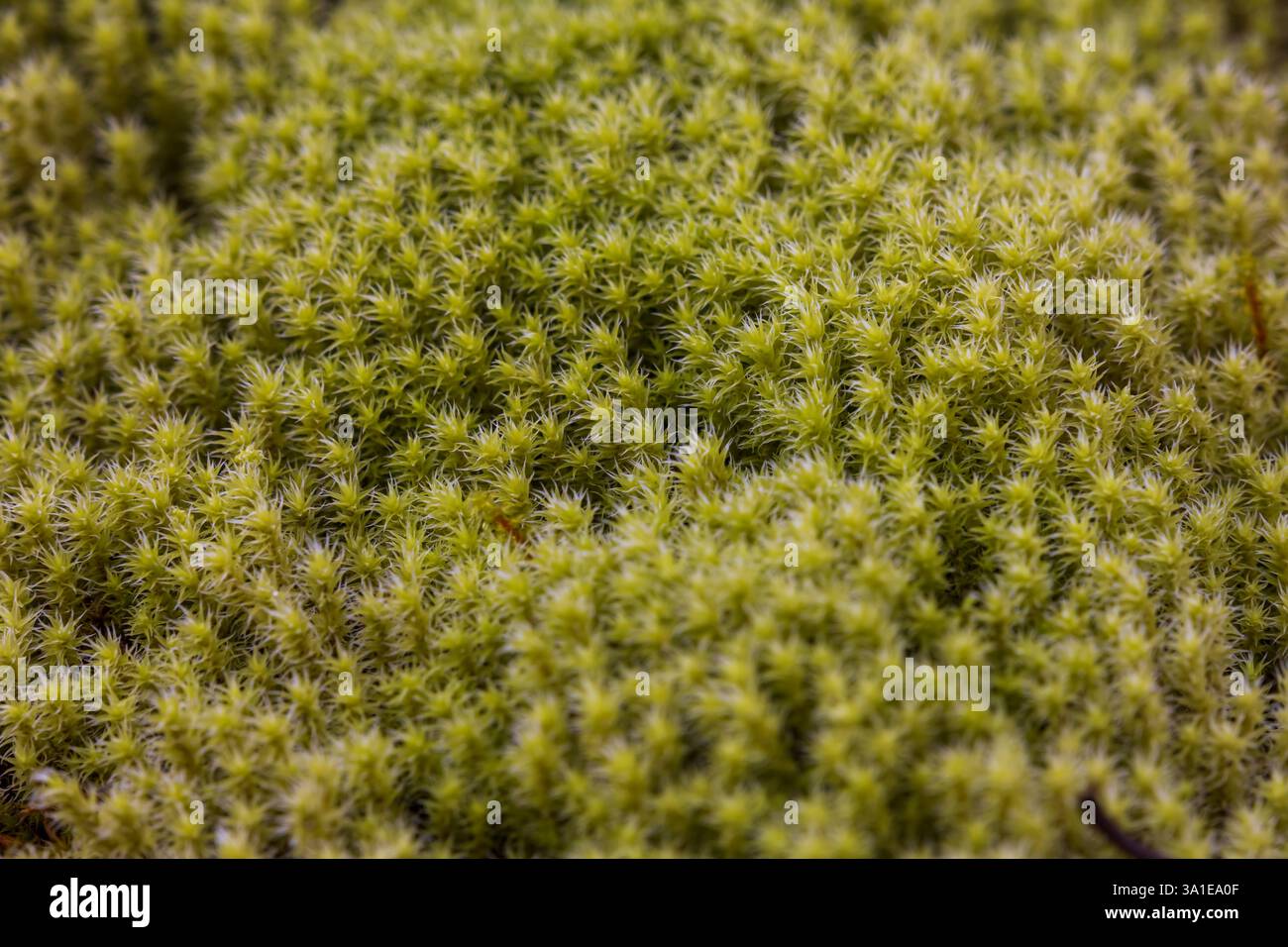 Delicate surface showcases hi-res stock photography and images - Alamy