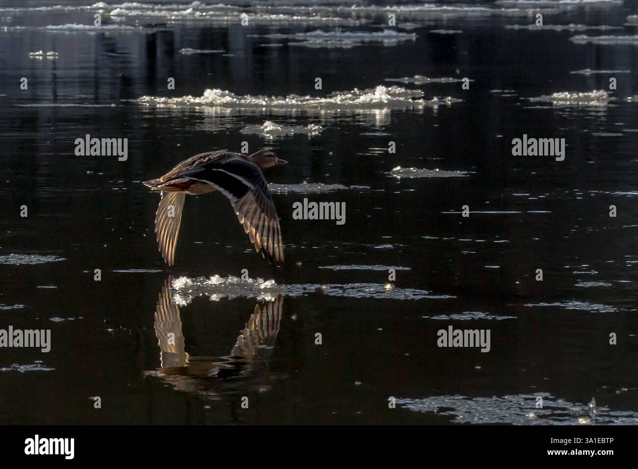 mallard duck in flight over a body of water with patches of ice Stock ...