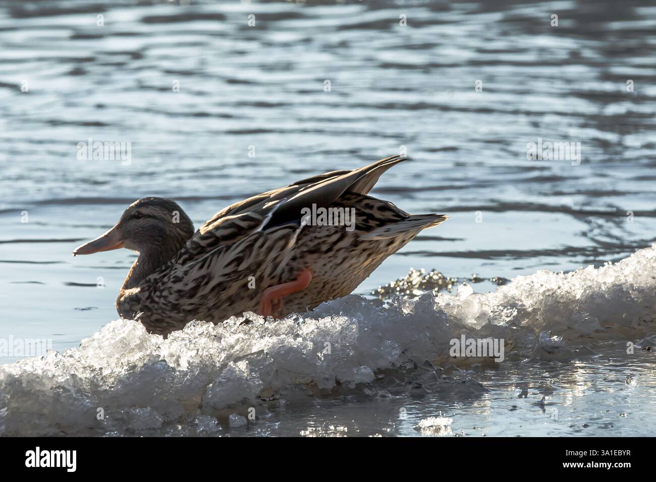A female mallard duck standing on an icy shore. The duck's detailed ...