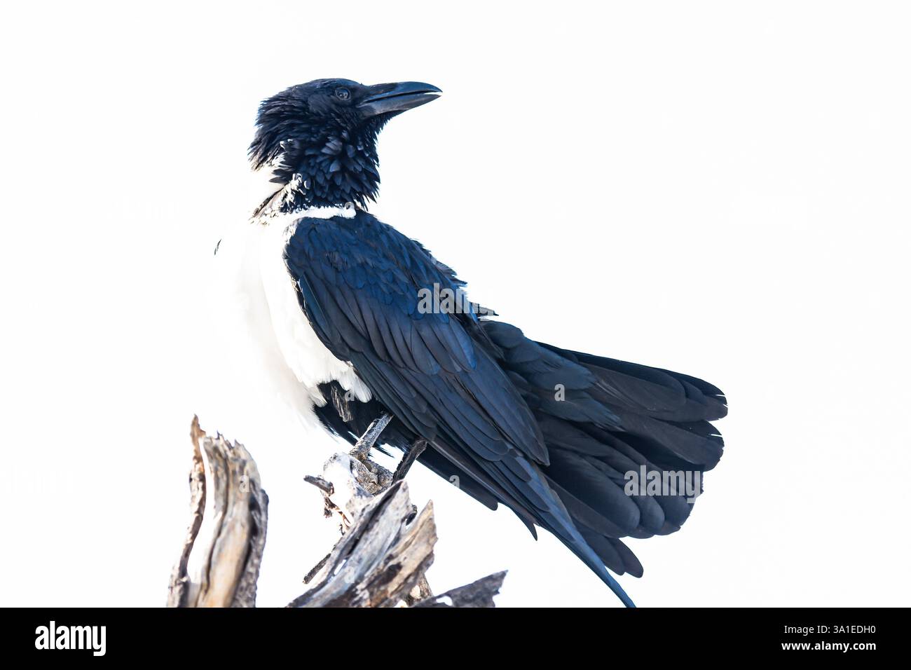 Perched Pied crow (Corvus albus) preening in Namibia, Africa Stock ...
