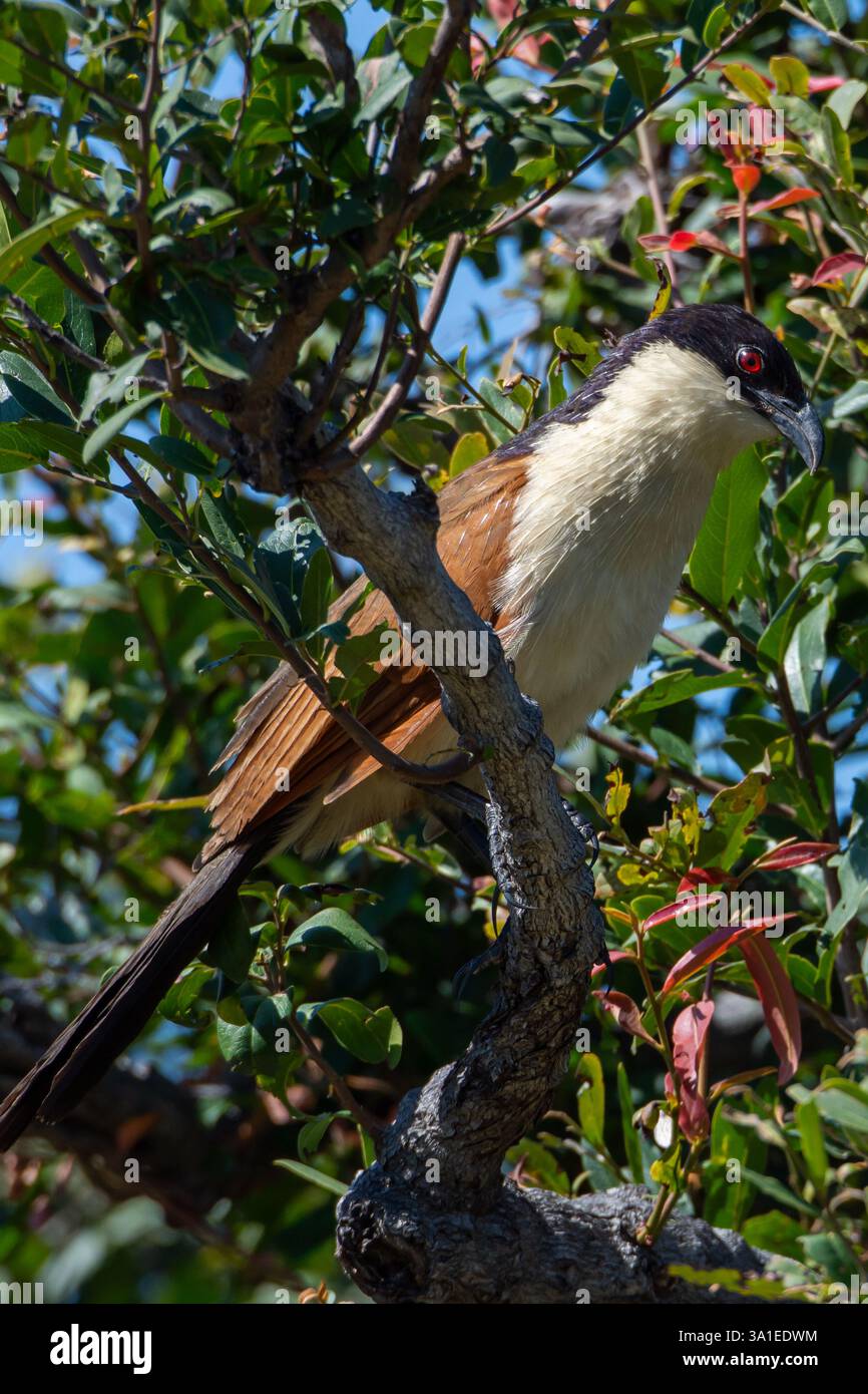 Blue-headed coucal (Centropus monachus) in Namibia, Africa Stock Photo ...