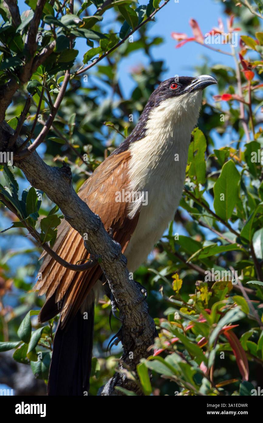 Blue-headed coucal (Centropus monachus) in Namibia, Africa Stock Photo ...